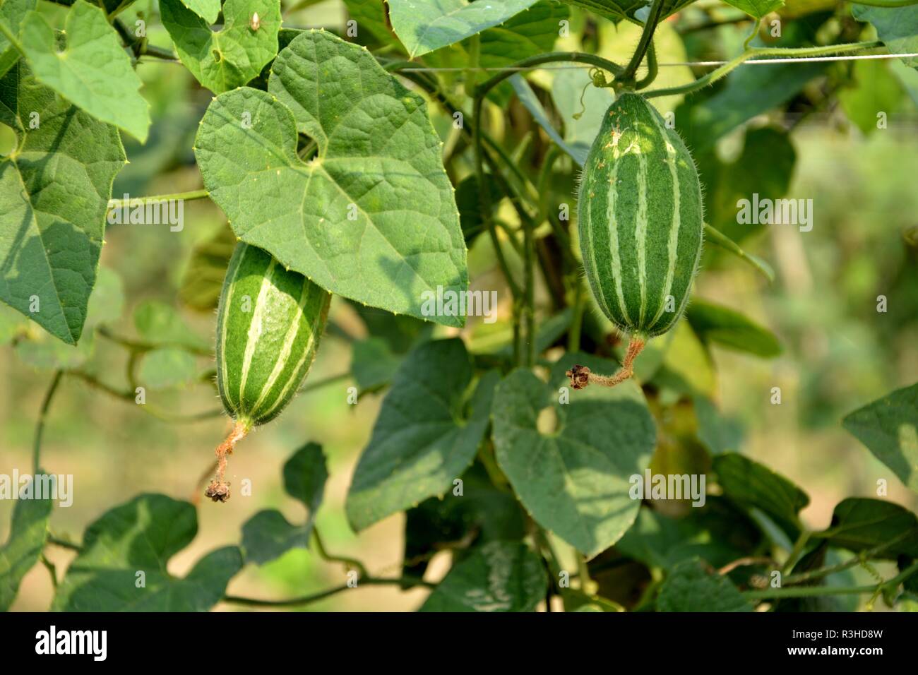 Beautiful pointed gourd flower or Trichosanthes dioica in a plant in ...