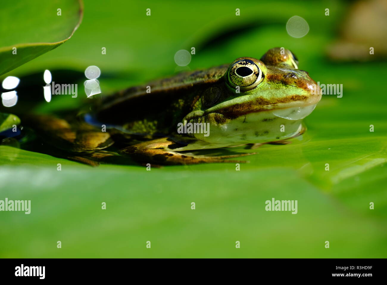 frog,pond frog,rana esculenta Stock Photo - Alamy