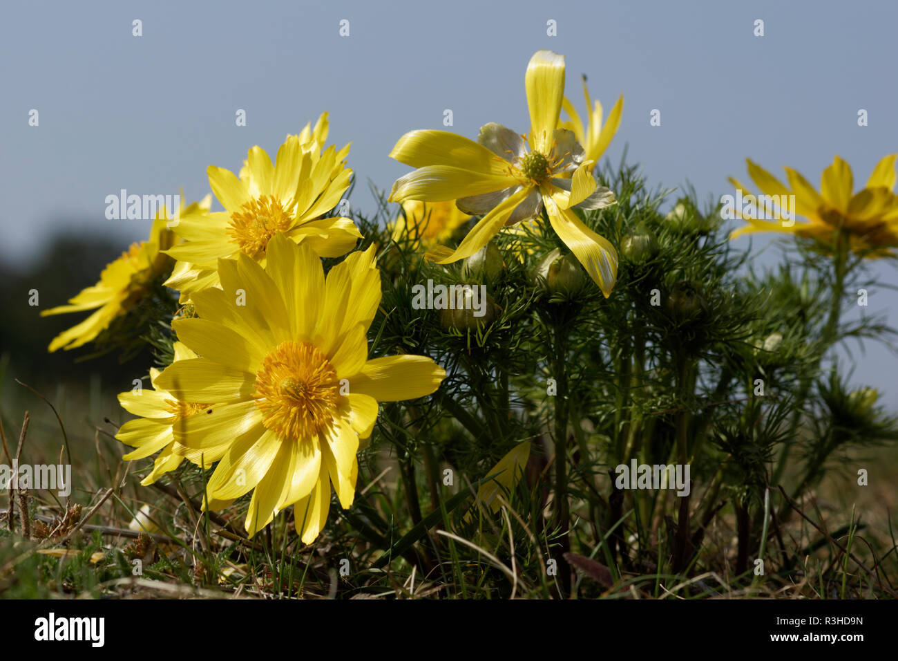 spring adonis,spring adonis,adonis vernalis Stock Photo - Alamy