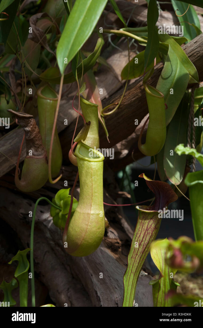 Hooded pitcher plant insect hi-res stock photography and images - Alamy
