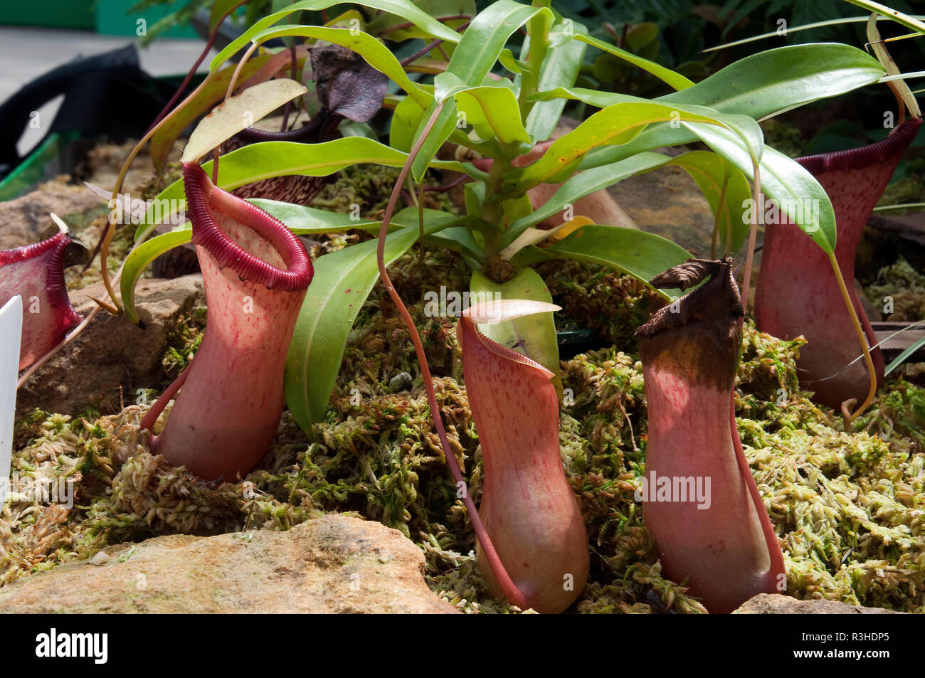 Hanging pitcher plant hi-res stock photography and images - Alamy