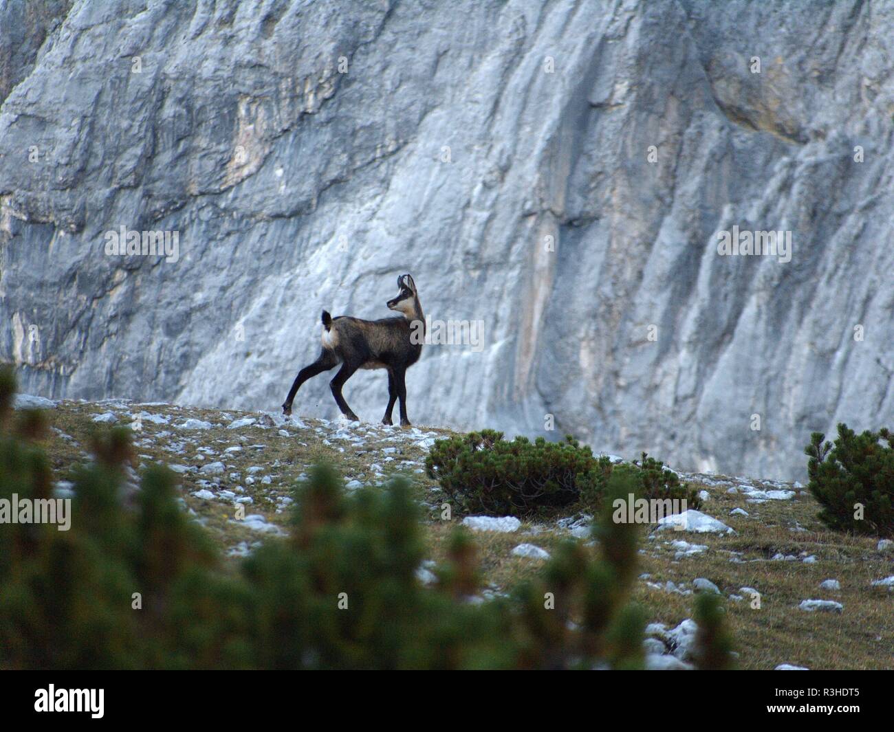 Grey wolf tail high hi-res stock photography and images - Alamy