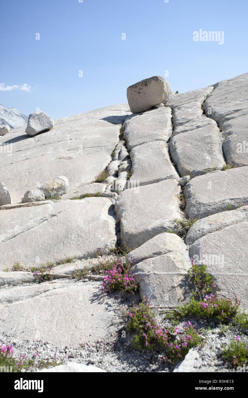 tioga road,yosemite national park,sierra nevada,usa Stock Photo - Alamy