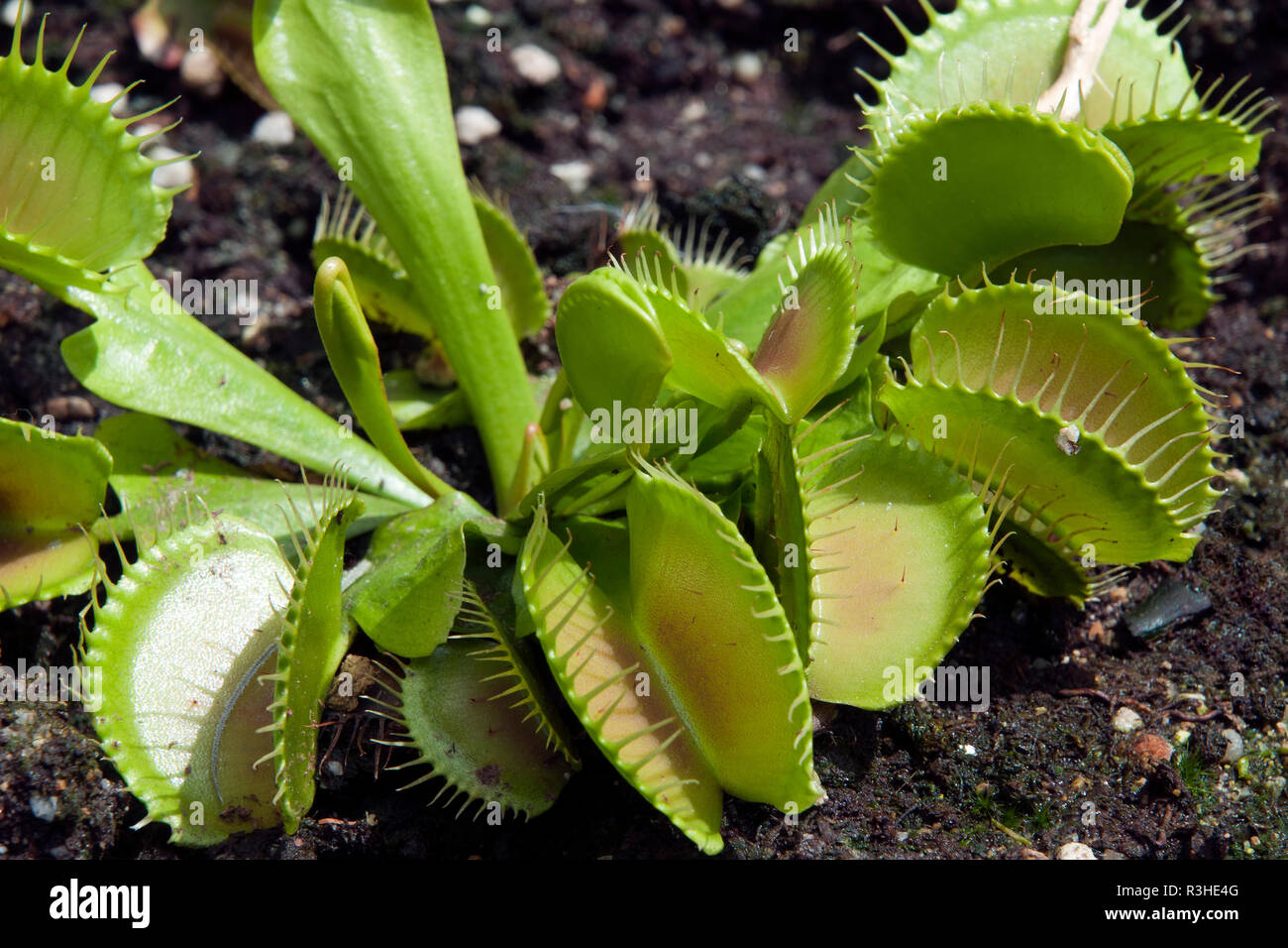 Sydney Australia, Venus flytrap in garden bed Stock Photo - Alamy
