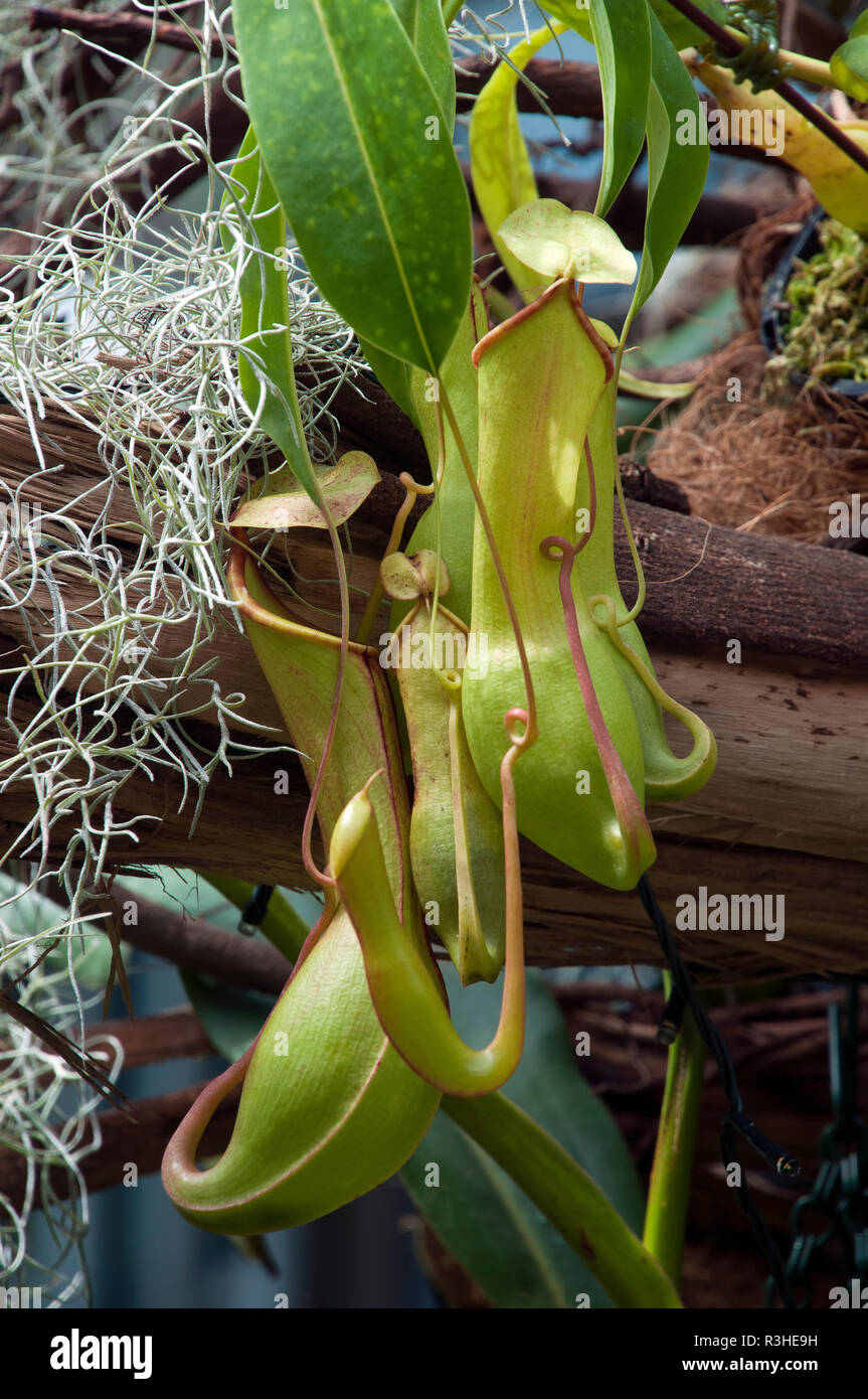 Pitcher plant nepenthes vine carnivorous hi-res stock photography and ...