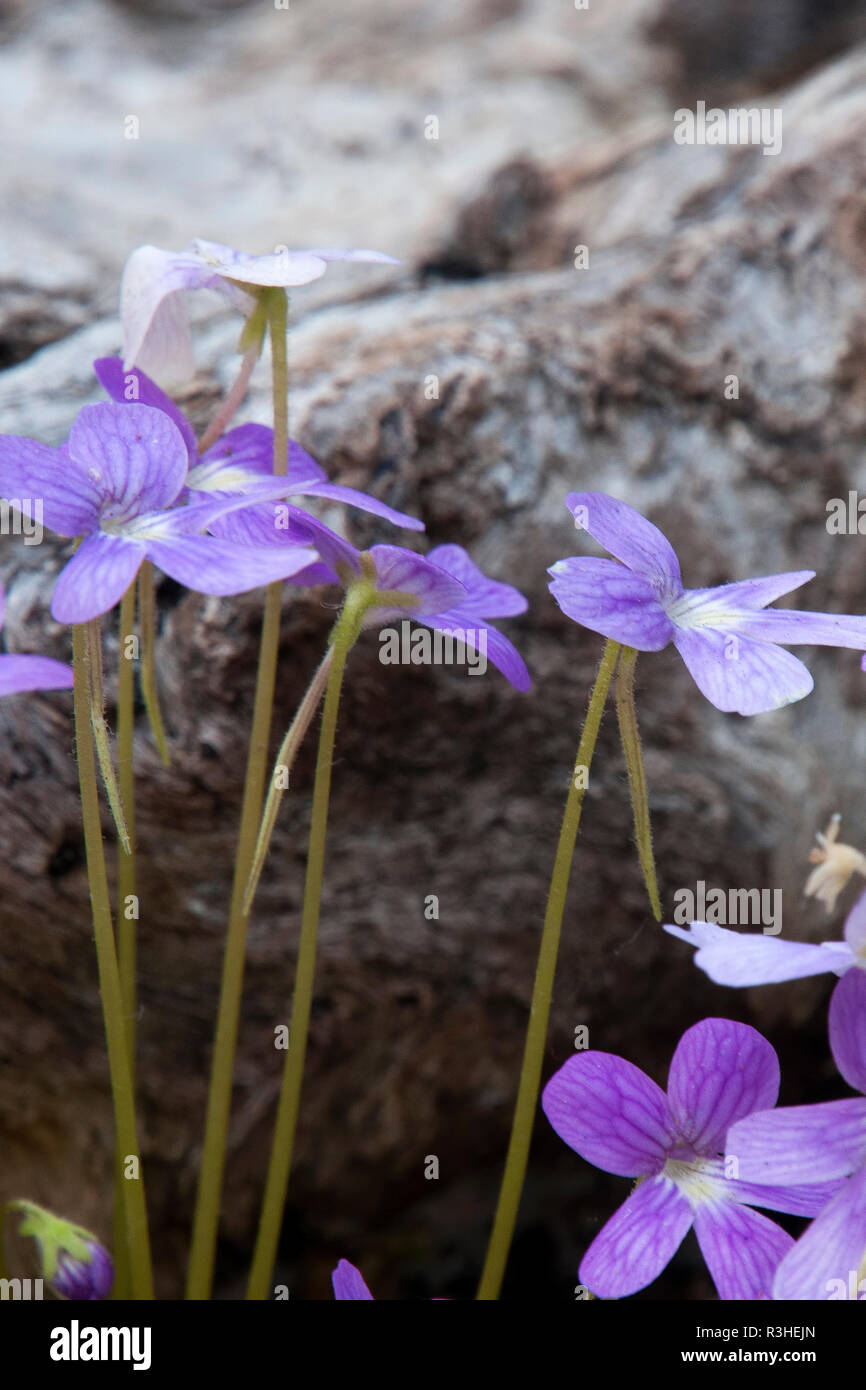 Purple pinguicula flower hi-res stock photography and images - Alamy