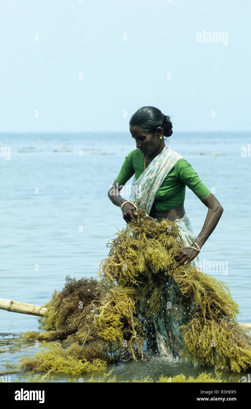 Seaweed cultivation india hi-res stock photography and images - Alamy