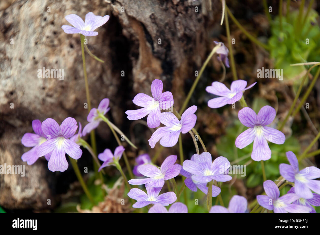 Purple pinguicula flower hi-res stock photography and images - Alamy