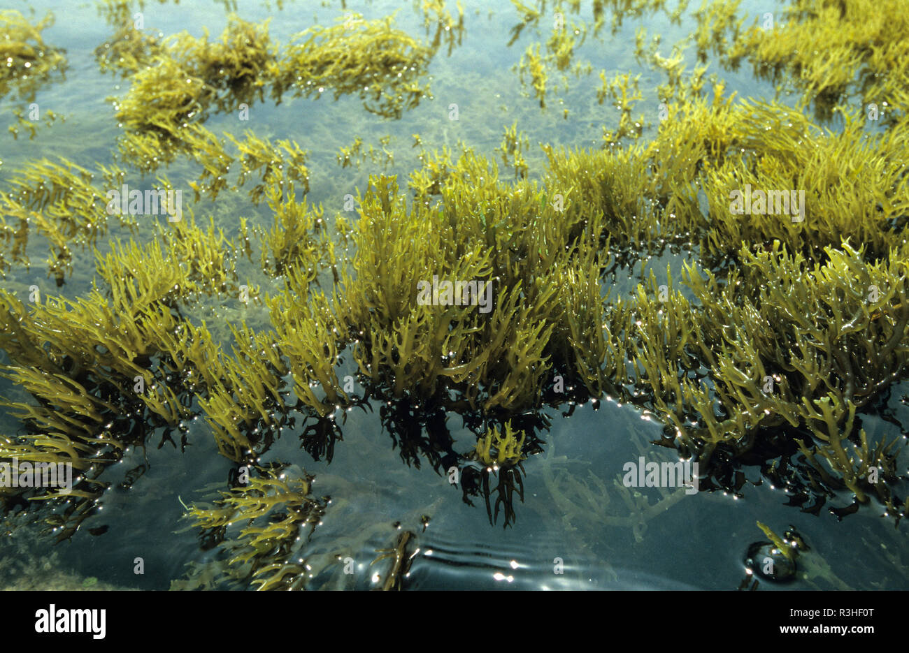 Seaweed cultivation india hi-res stock photography and images - Alamy