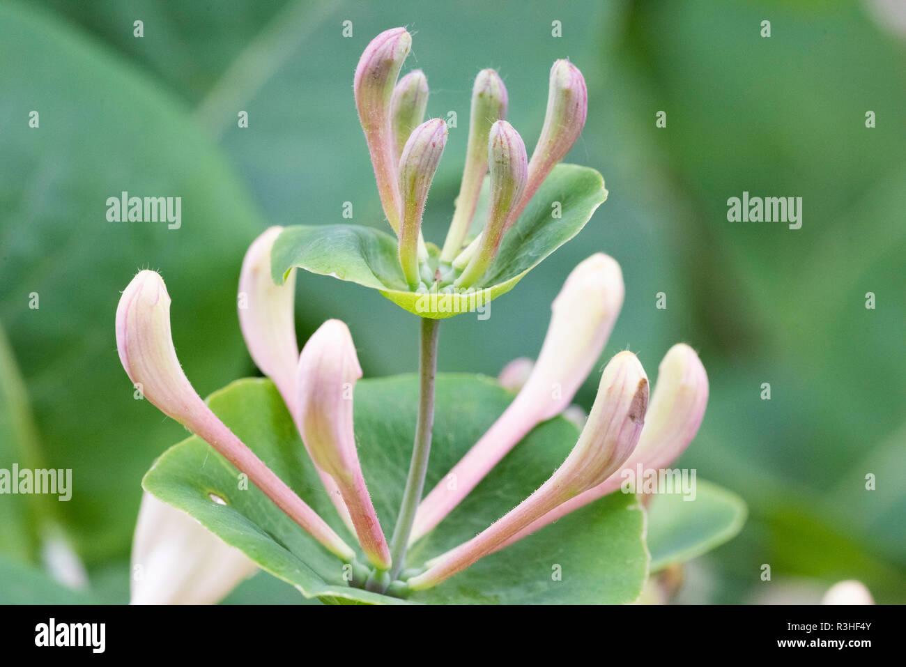 Flowers of fragrant honeysuckle - lonicera caprifolium close-up with ...