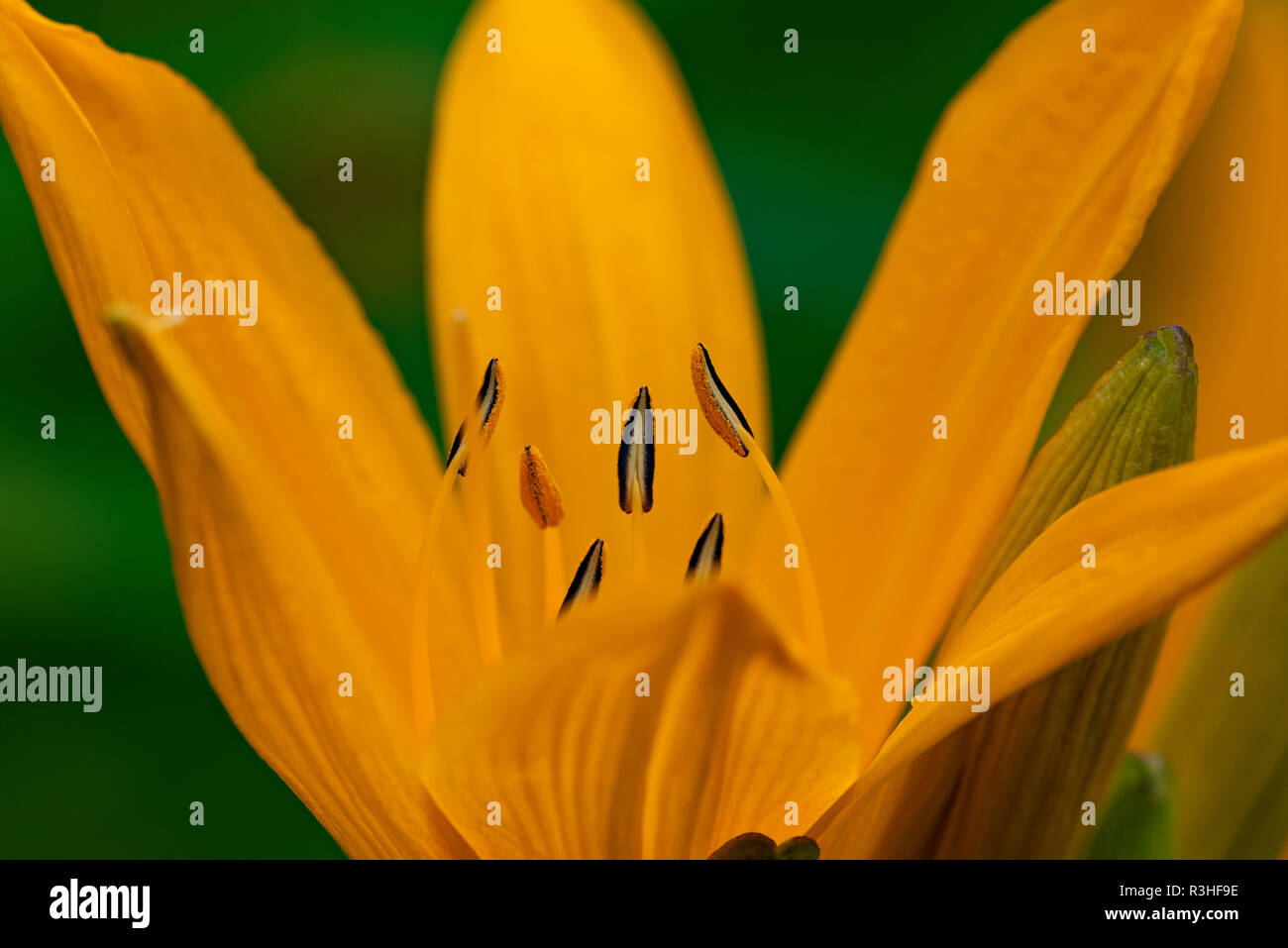 Beautiful orange lily close up, stamens side view macro Stock Photo - Alamy