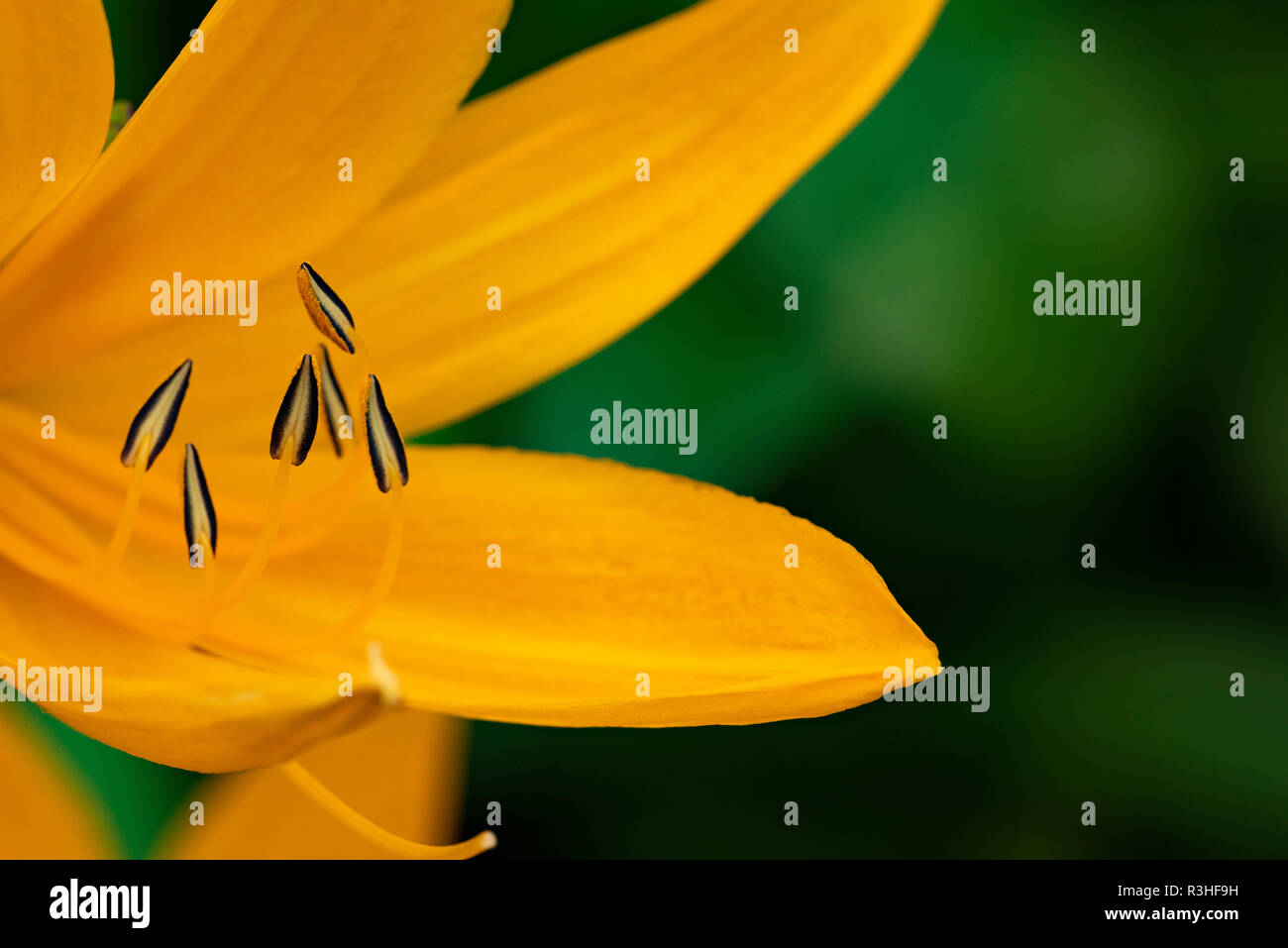 Beautiful orange lily close up, stamens side view macro Stock Photo - Alamy