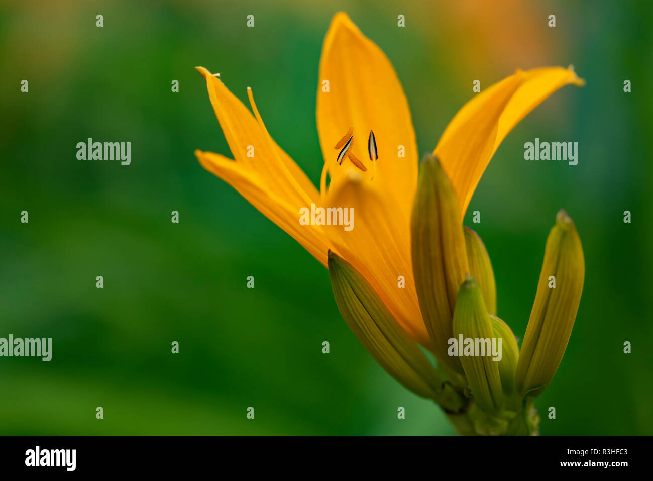 Beautiful orange lily close up, stamens side view macro Stock Photo - Alamy
