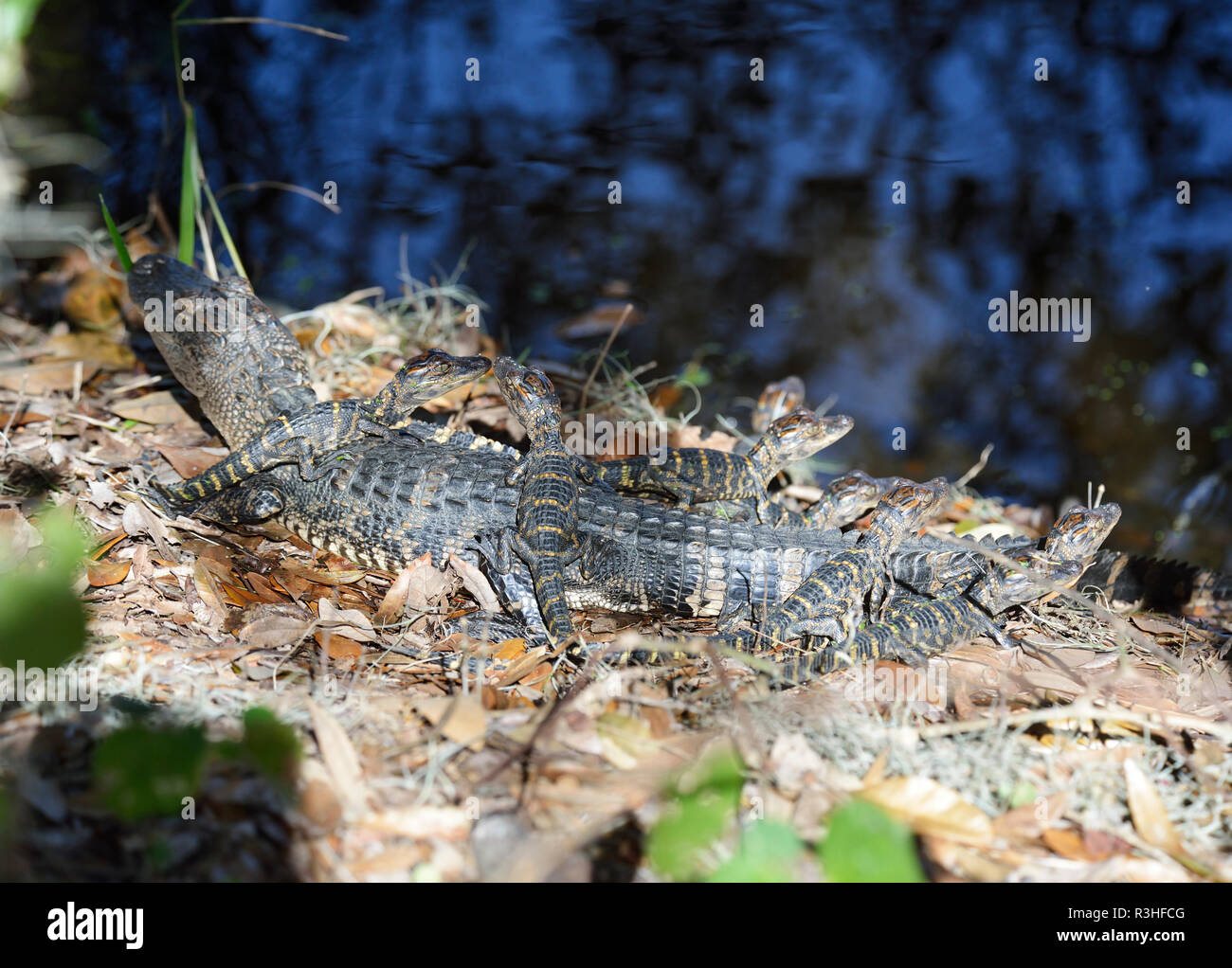 Young alligator mud hi-res stock photography and images - Alamy