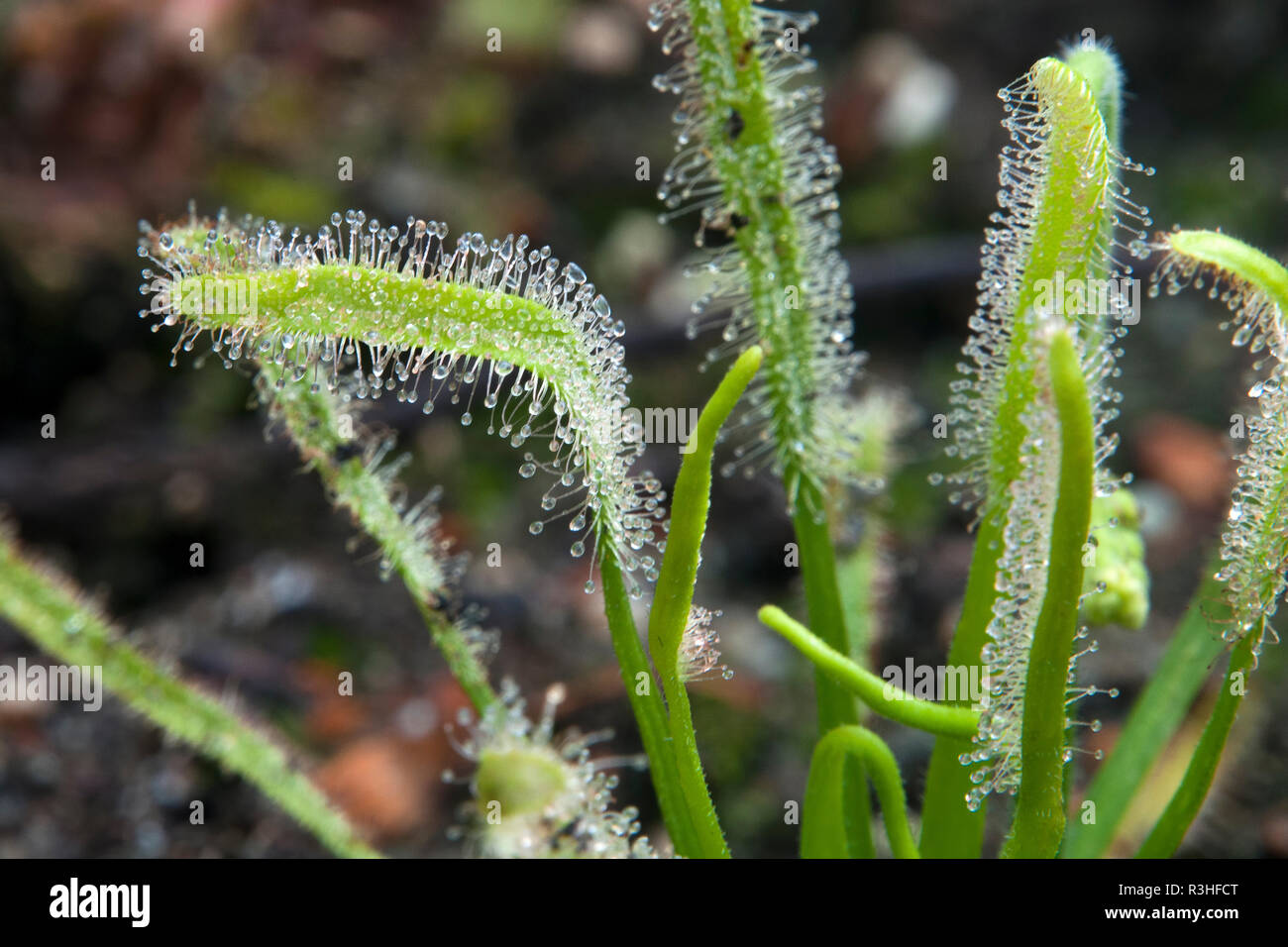 Sydney Australia, sundew plant with sticky mucilage to catch insects ...