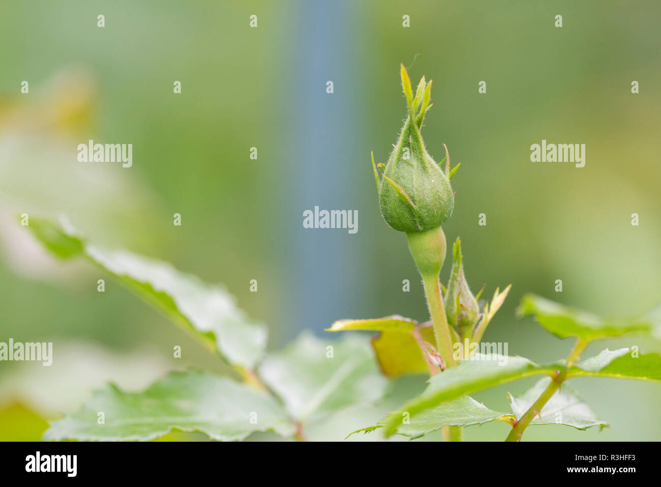 Rosebud bloom in spring view hi-res stock photography and images - Alamy