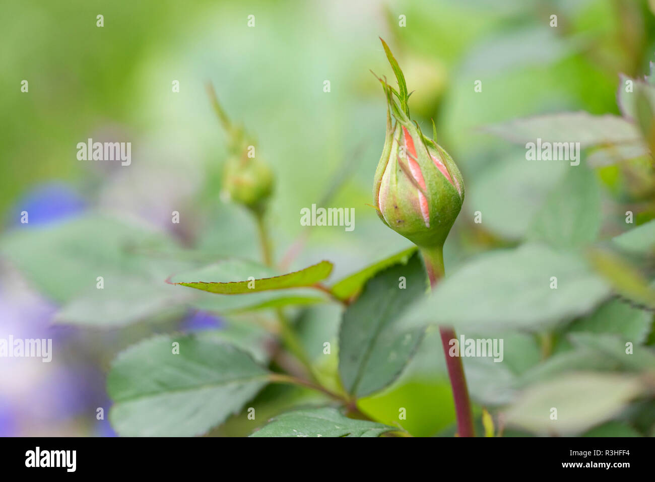 Unopened rosebud in natural light, side view, close-up Stock Photo - Alamy
