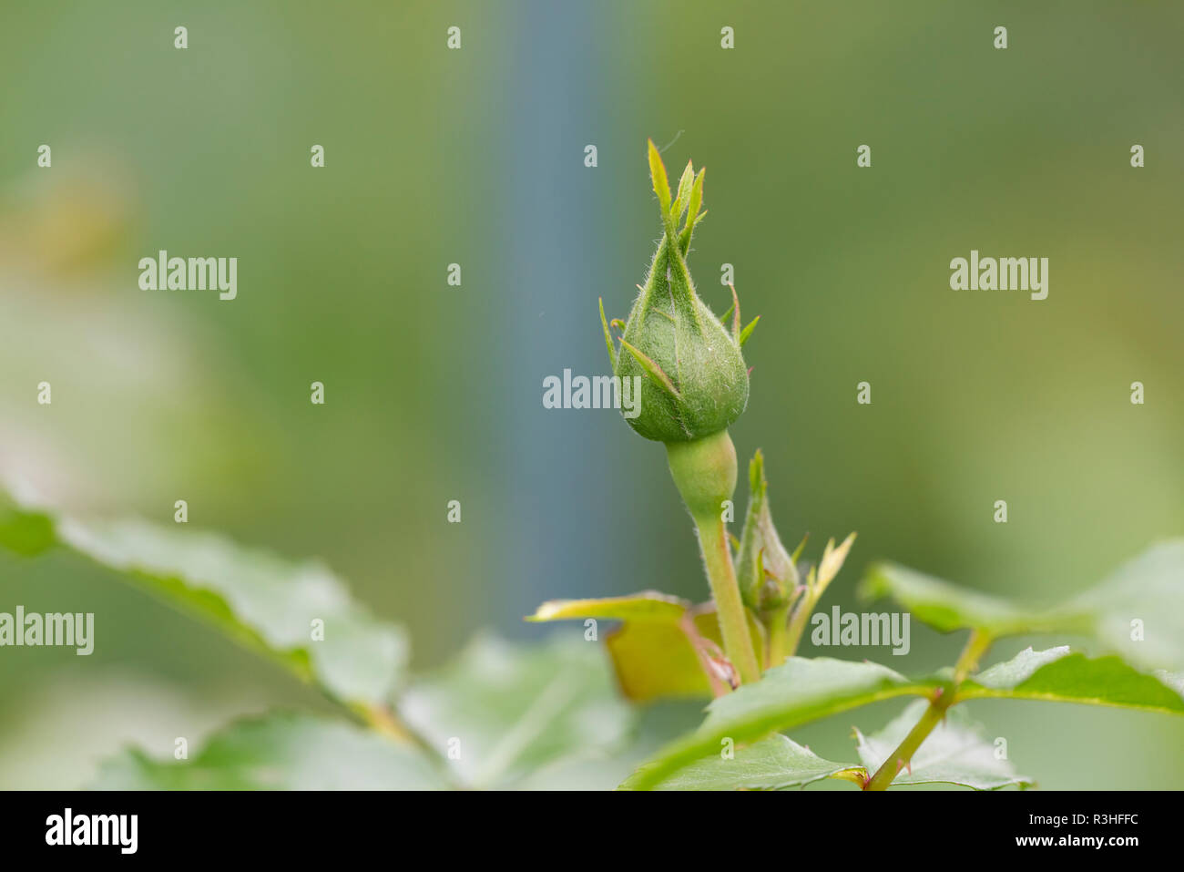 Rosebud bloom in spring view hi-res stock photography and images - Alamy