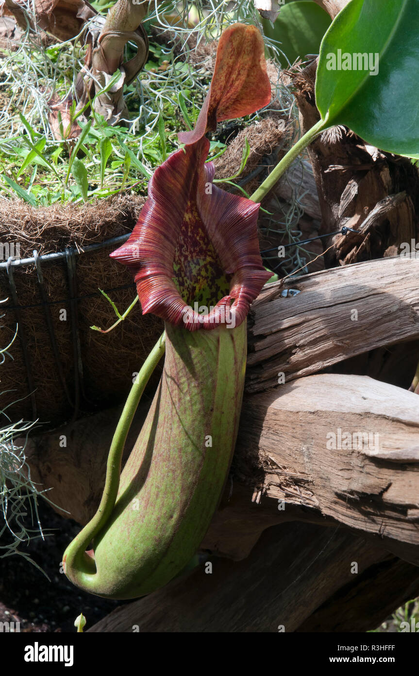Pod lid hi-res stock photography and images - Alamy