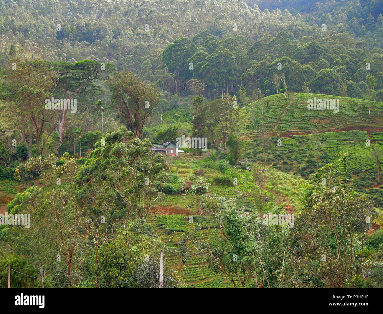 mountain scenery in sri lanka Stock Photo - Alamy