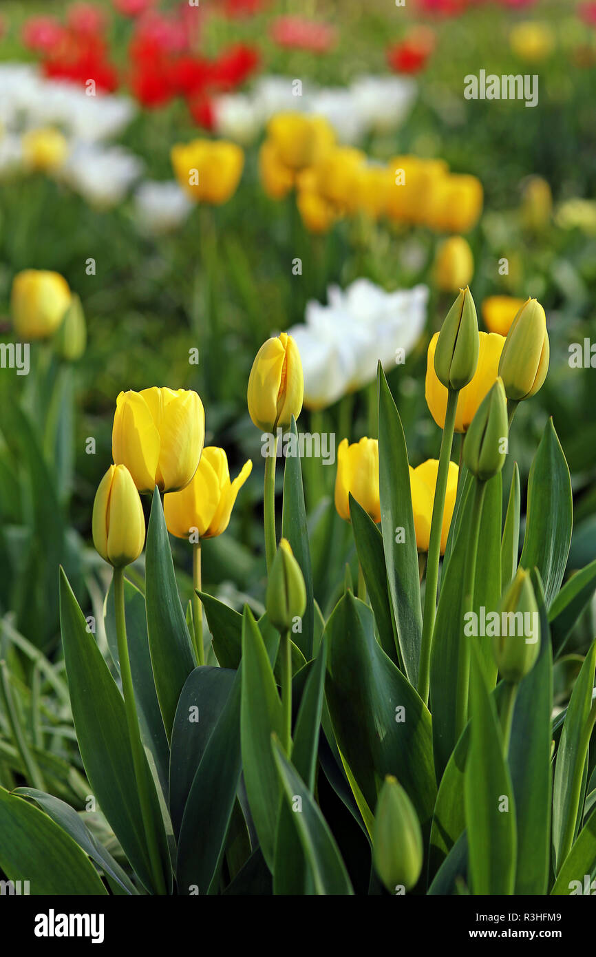 darwin hybrid tulip golden parade Stock Photo - Alamy