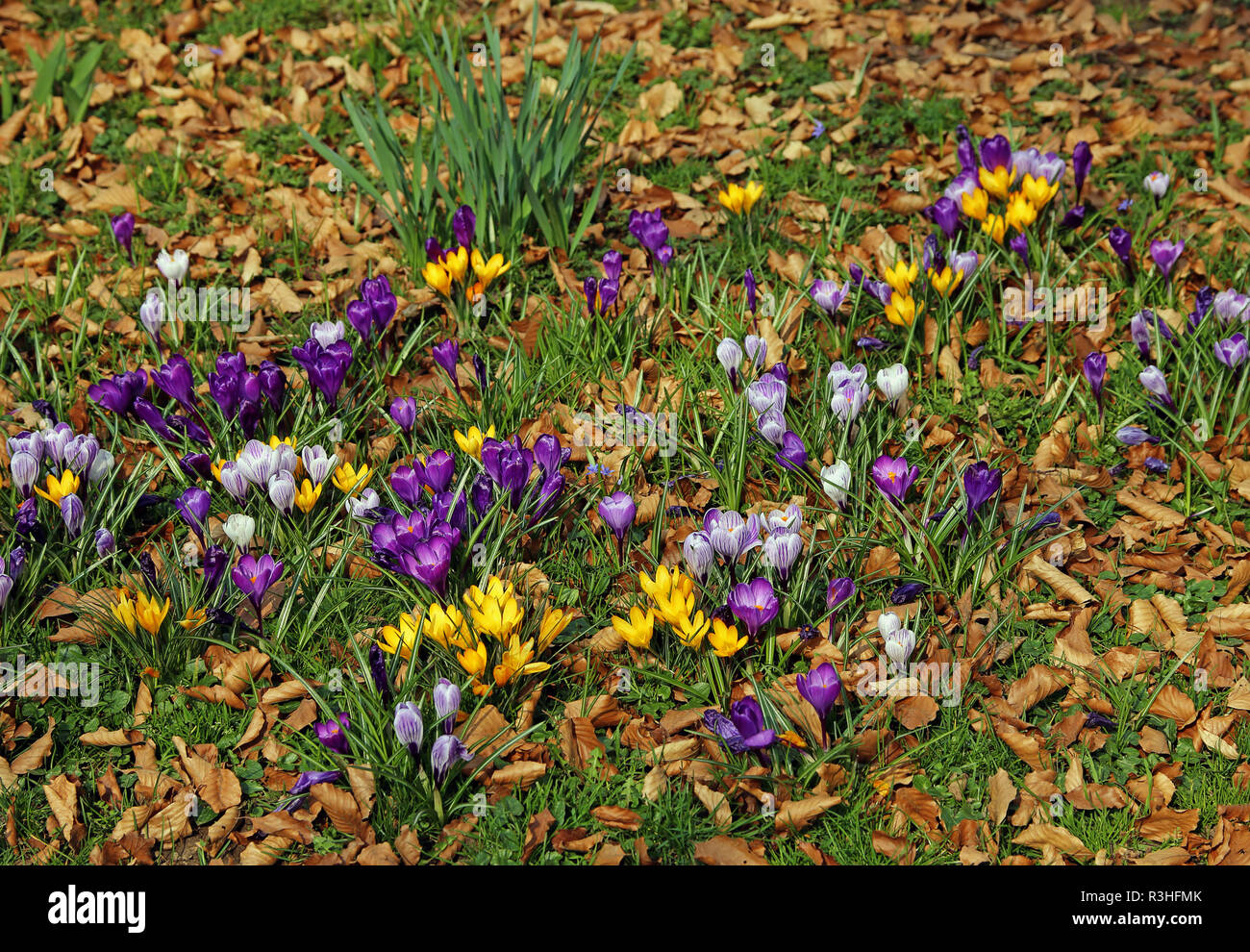 colorful crocuses between old deciduous leaves Stock Photo - Alamy