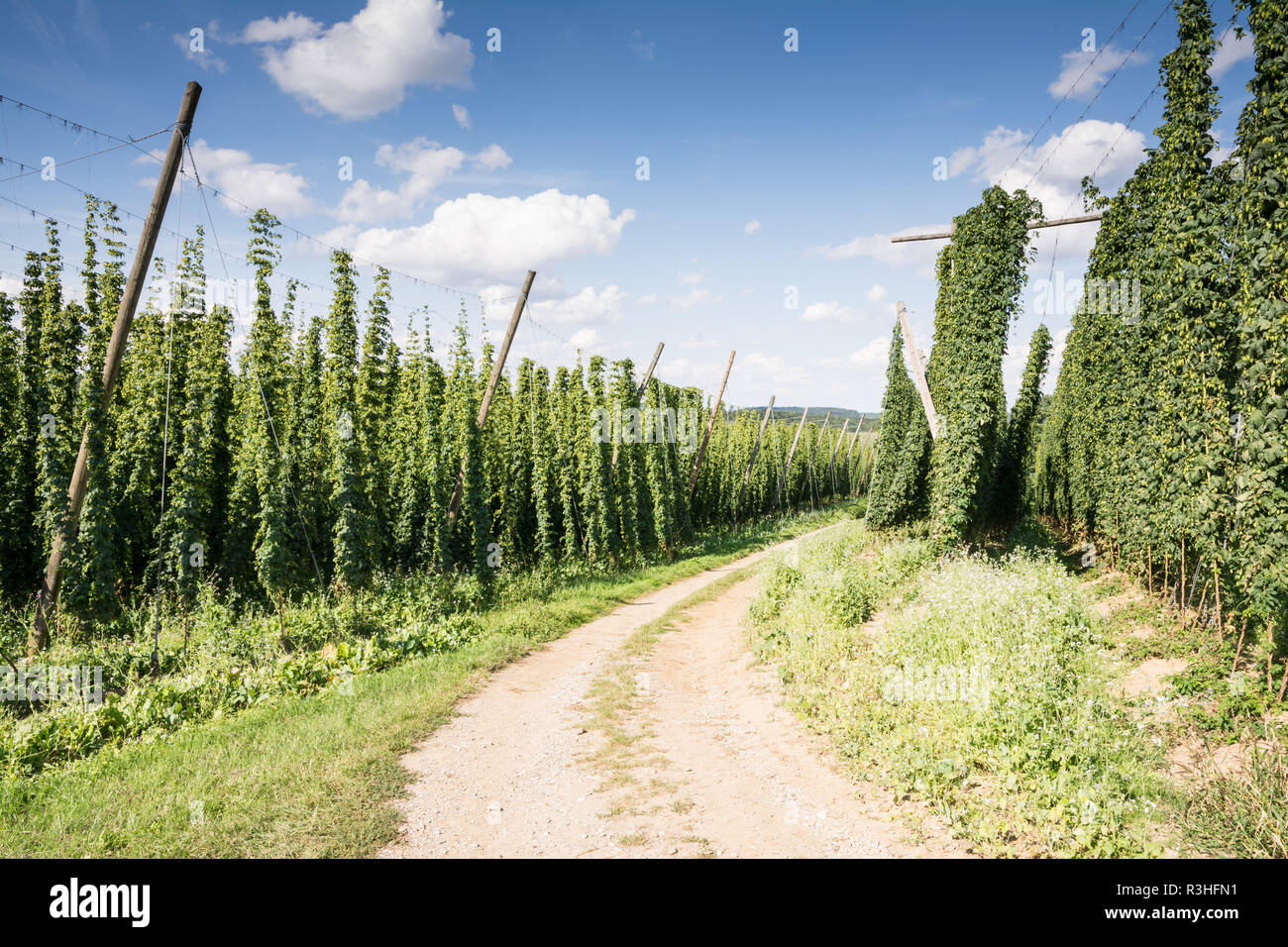 Hopgarden hi-res stock photography and images - Alamy