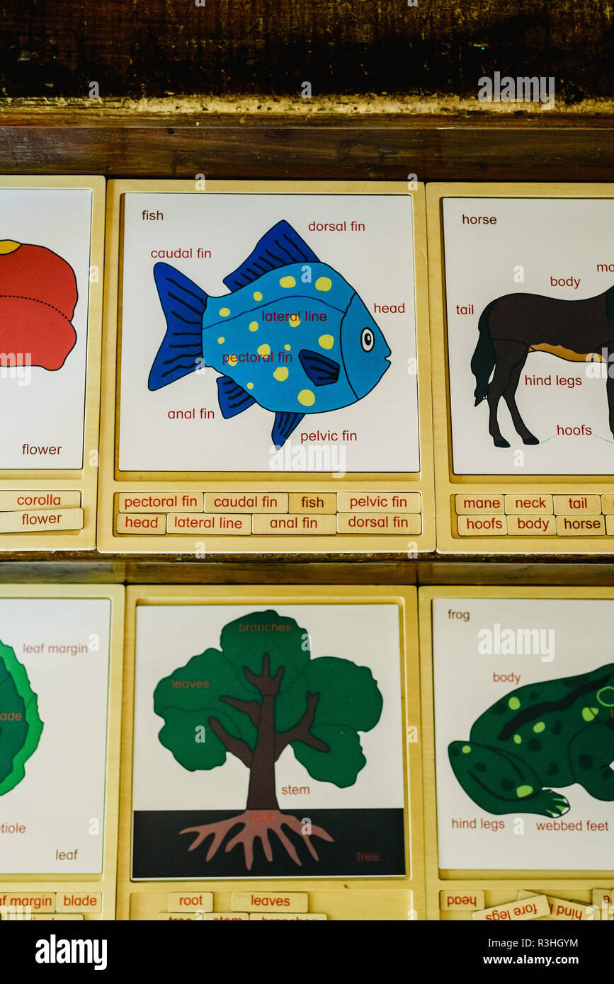 Cards with names of animals in a Montessori school Stock Photo - Alamy