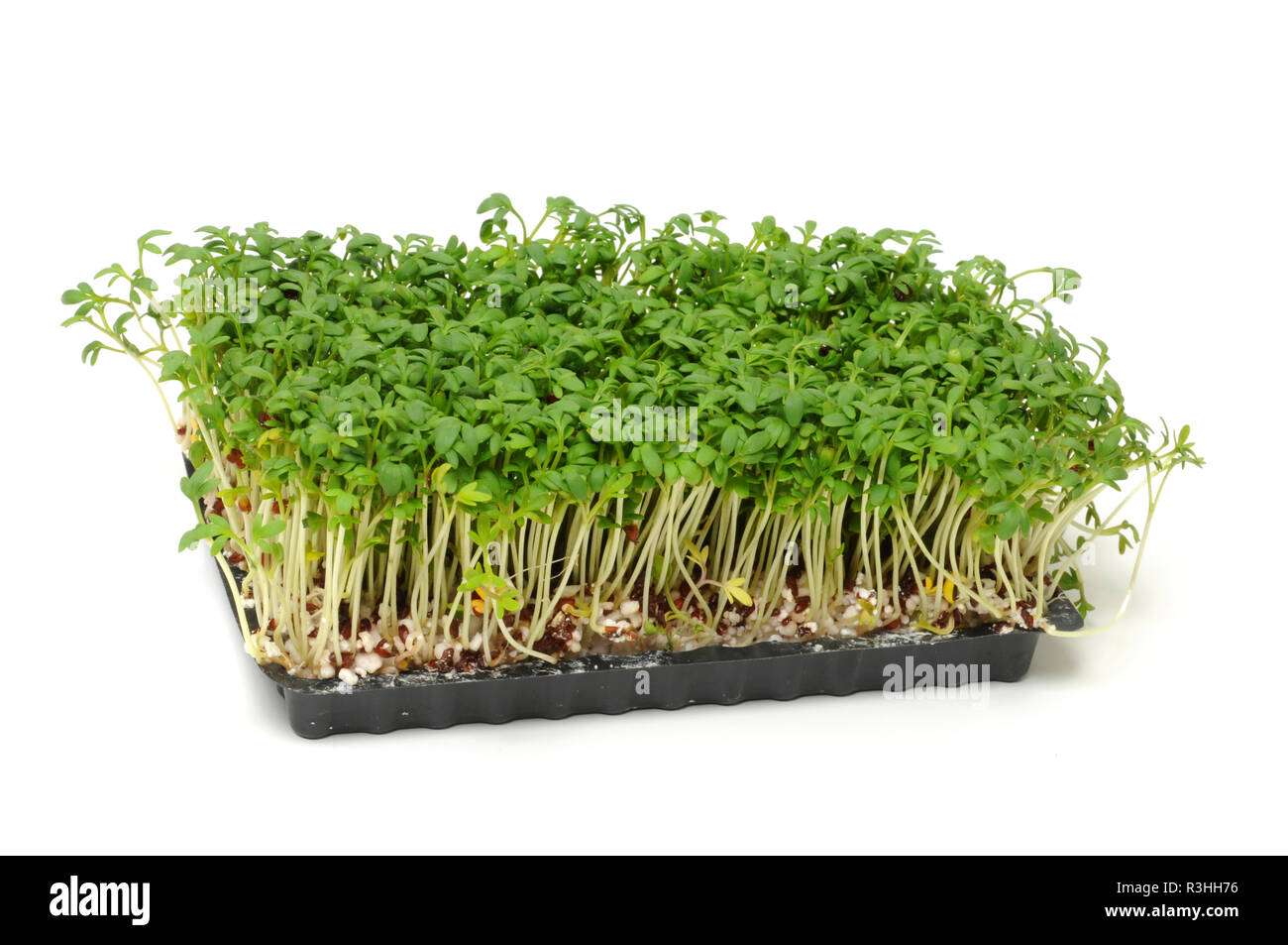 Cress germination Cut Out Stock Images & Pictures - Alamy