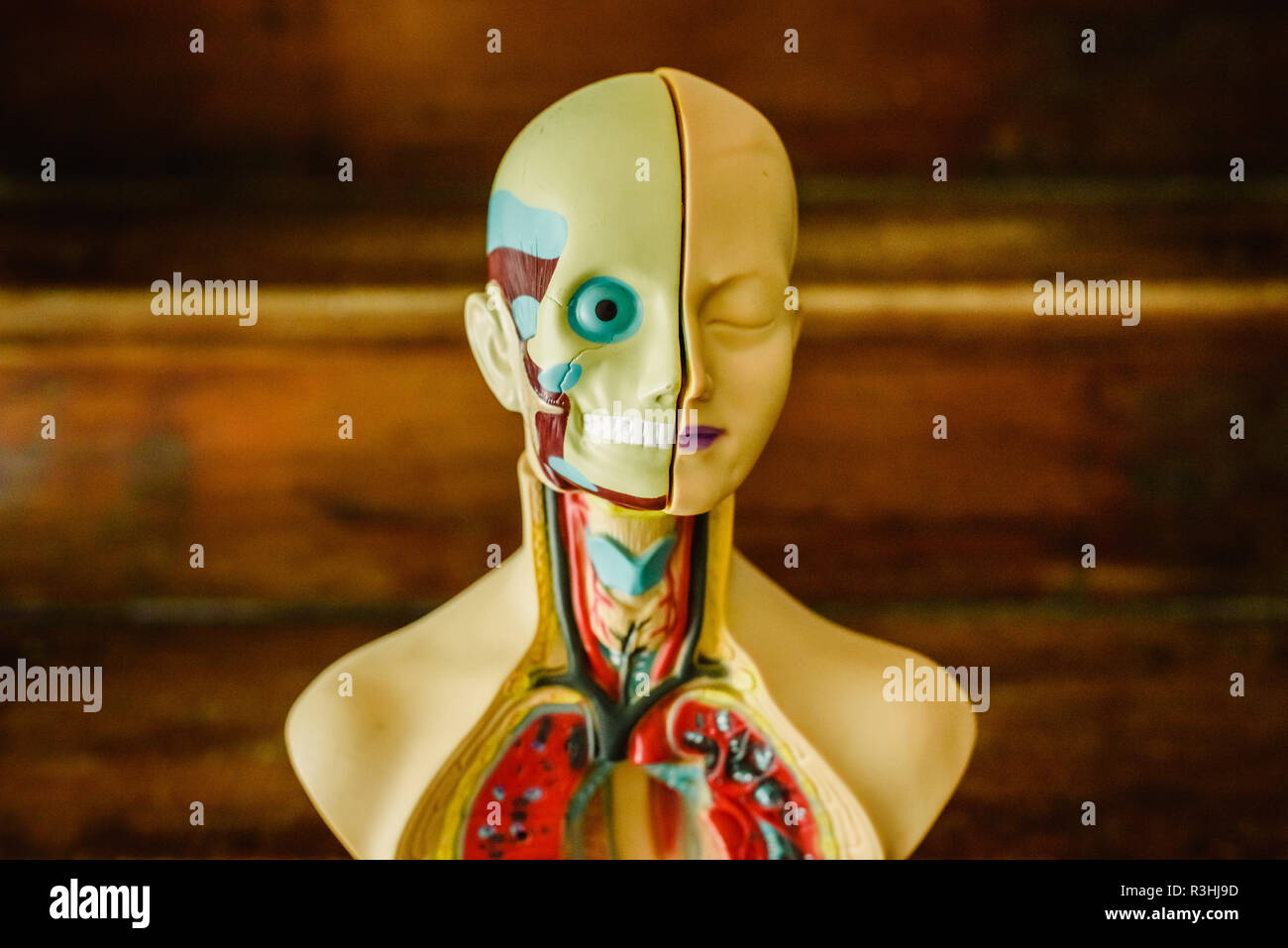 Brain and lungs inside human body hi-res stock photography and images ...