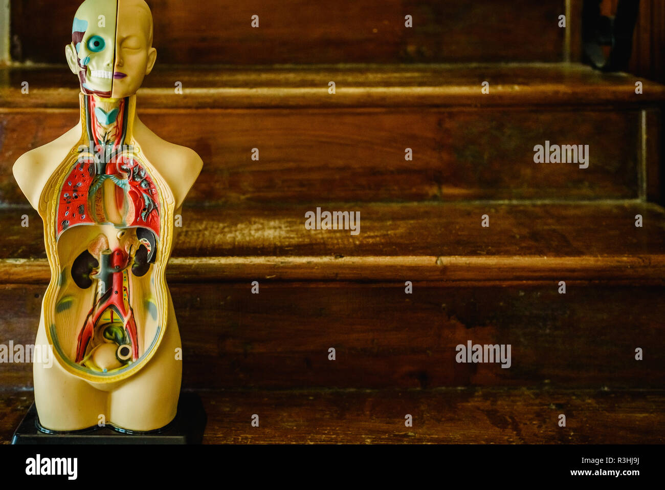 Anatomical model of the human body in plastic to study in the classroom ...