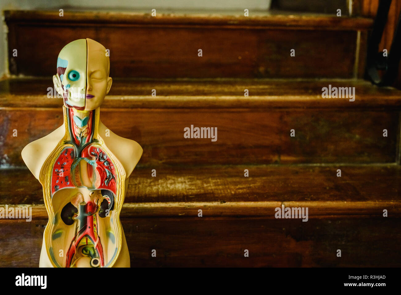 Anatomical model of the human body in plastic to study in the classroom ...