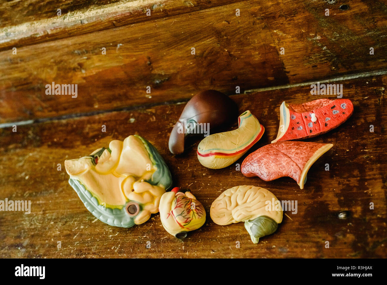 Human organs of plastic to study the human body, kidney lung liver ...