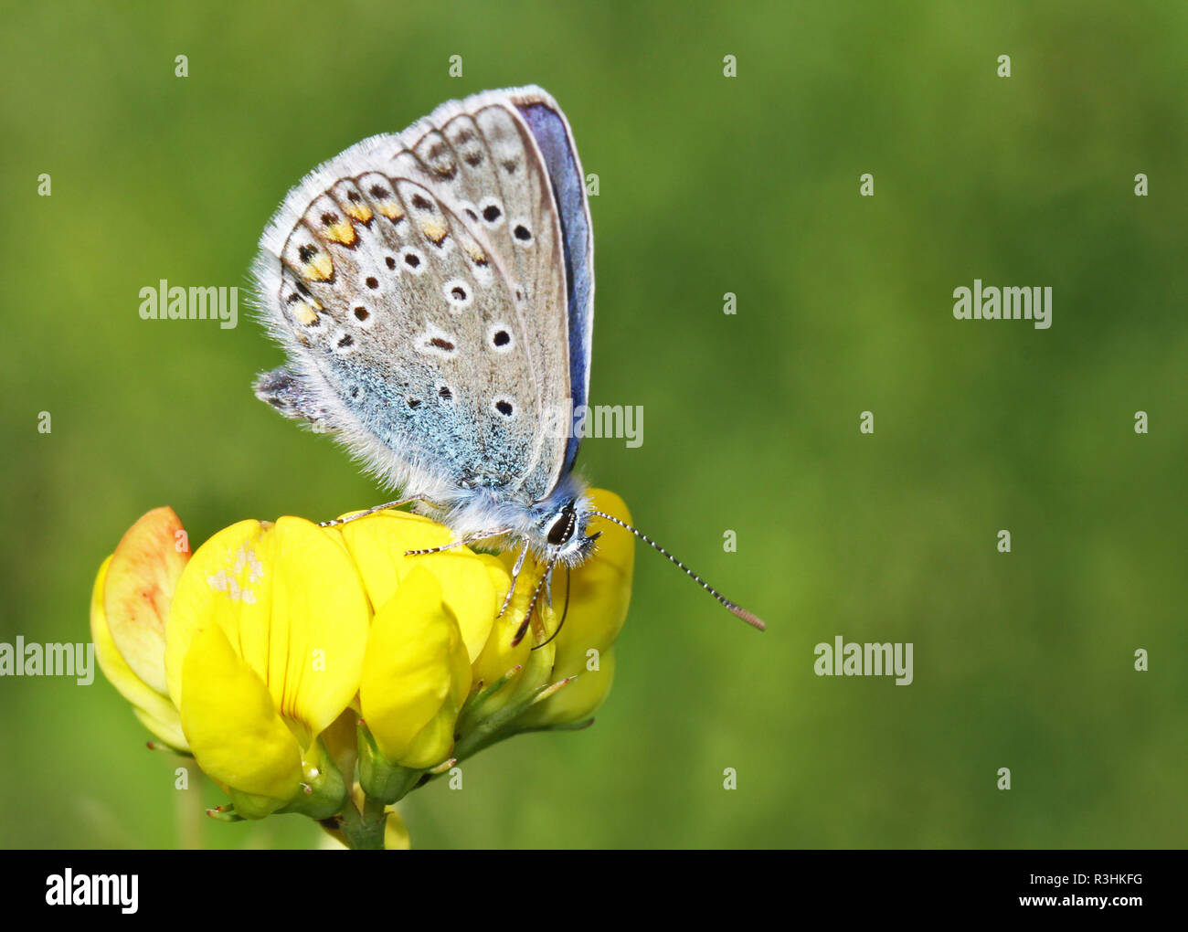 Hauhechelbla uling hi-res stock photography and images - Alamy