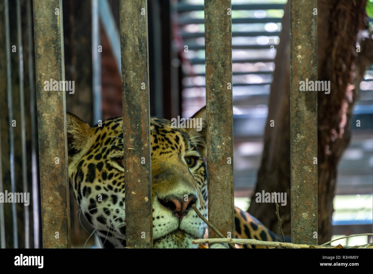 Guatemalan animals hi-res stock photography and images - Alamy