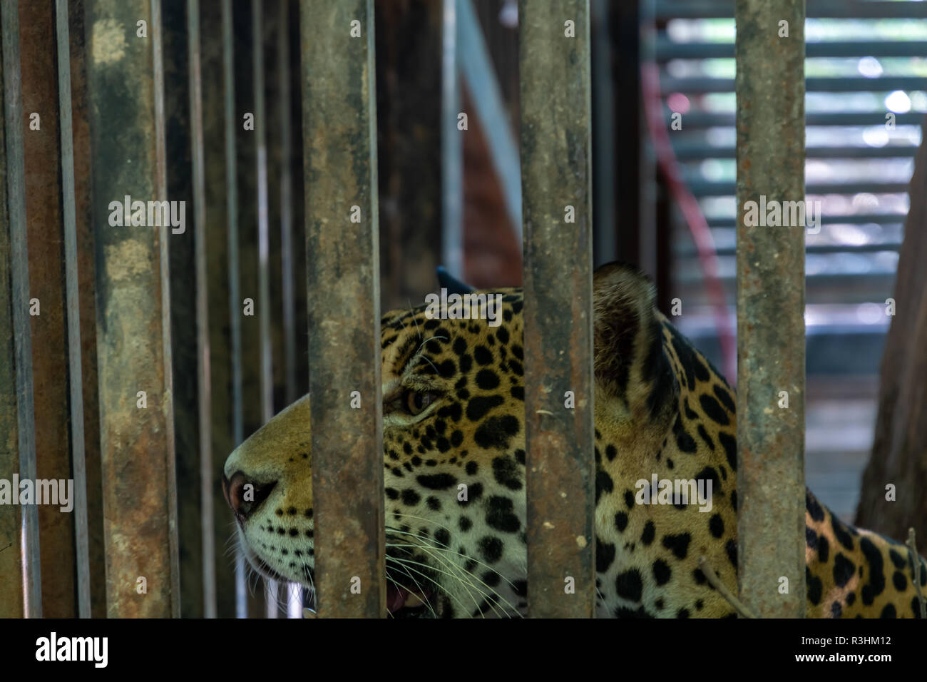 Guatemalan animals hi-res stock photography and images - Alamy
