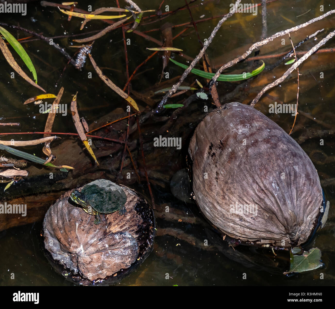baby turtle in swamp in Guatemala Stock Photo - Alamy