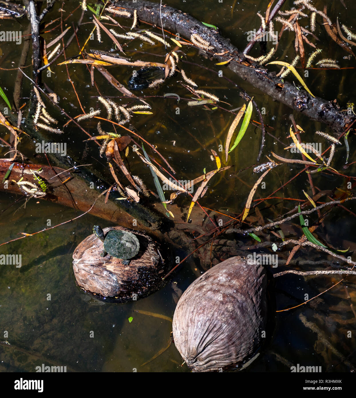 baby turtle in swamp in Guatemala Stock Photo - Alamy