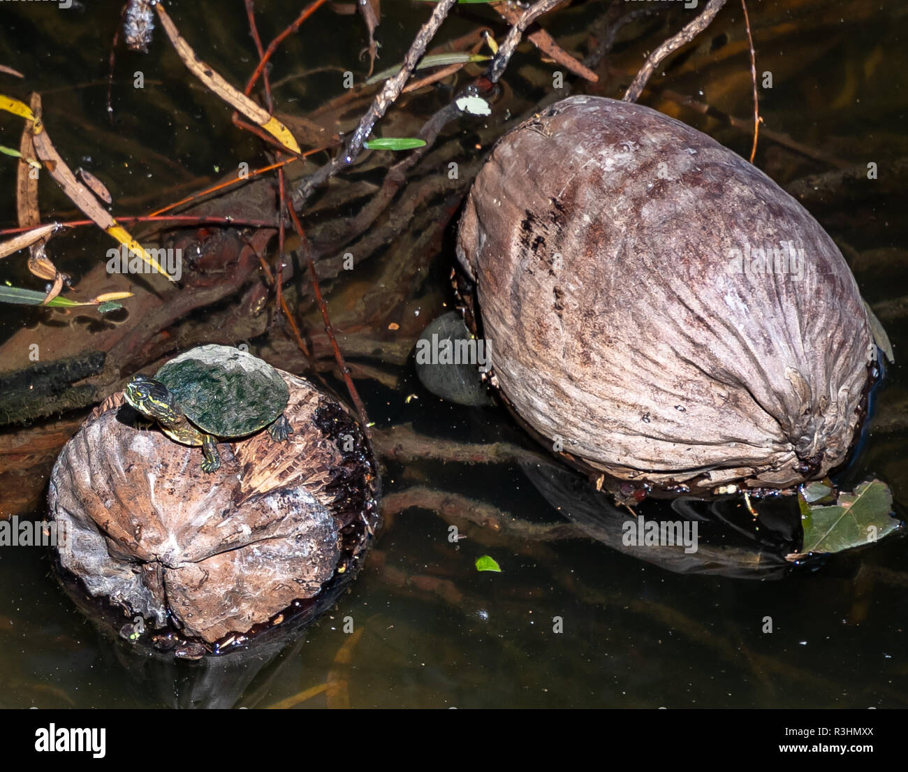 Yello green legs hi-res stock photography and images - Alamy
