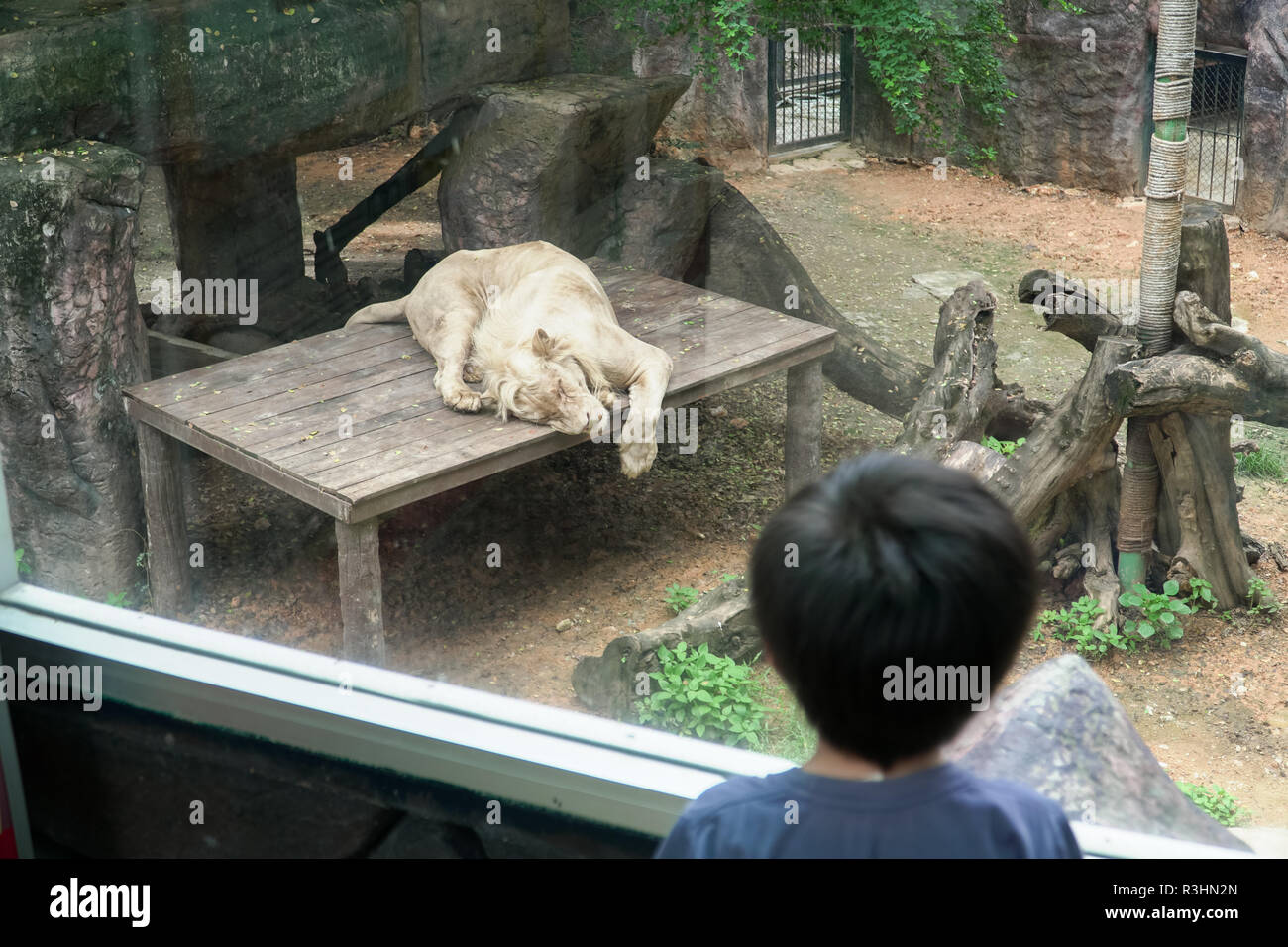 Zoo window hi-res stock photography and images - Alamy
