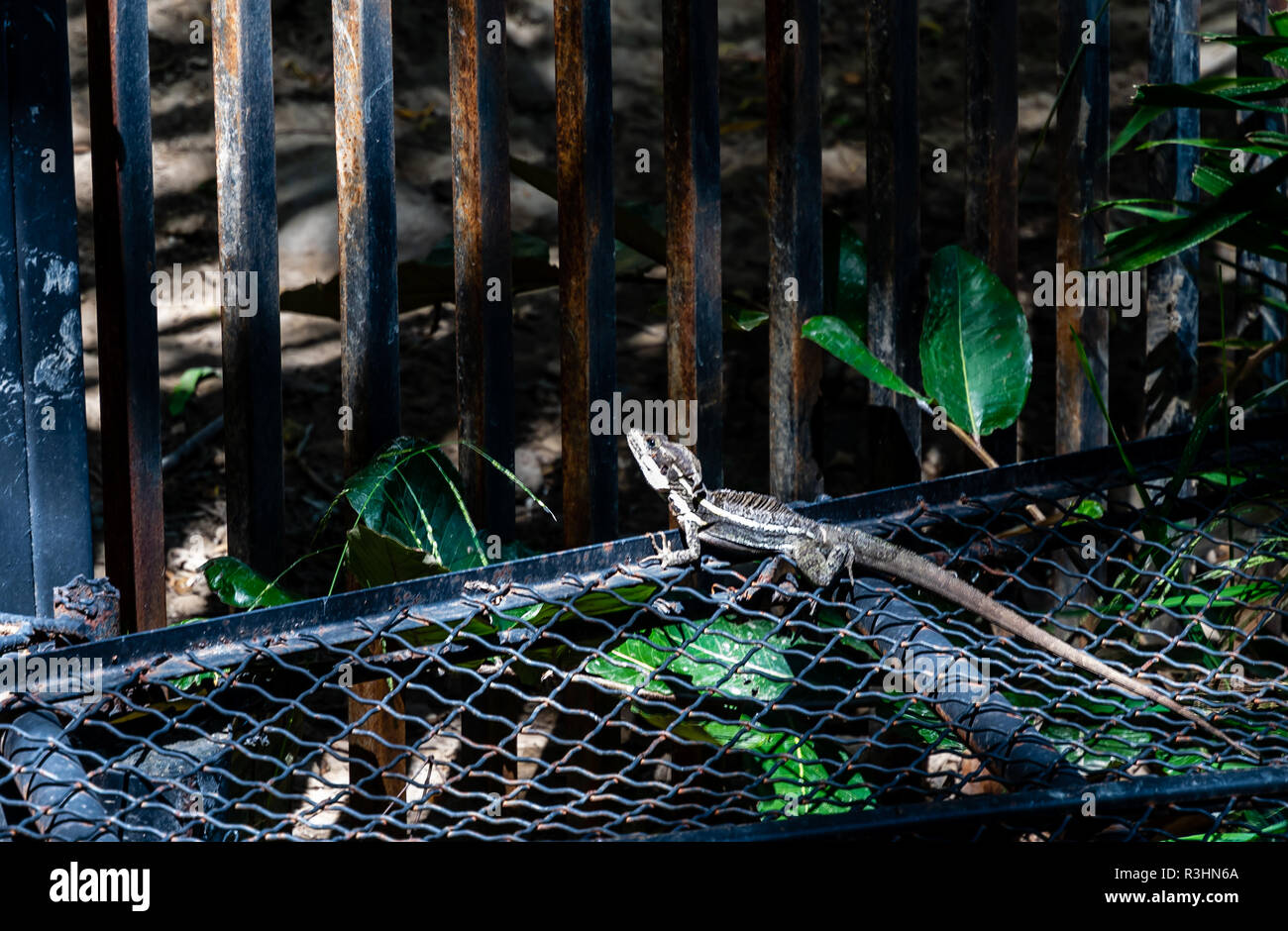 lizard in Guatemalan swamp Stock Photo - Alamy