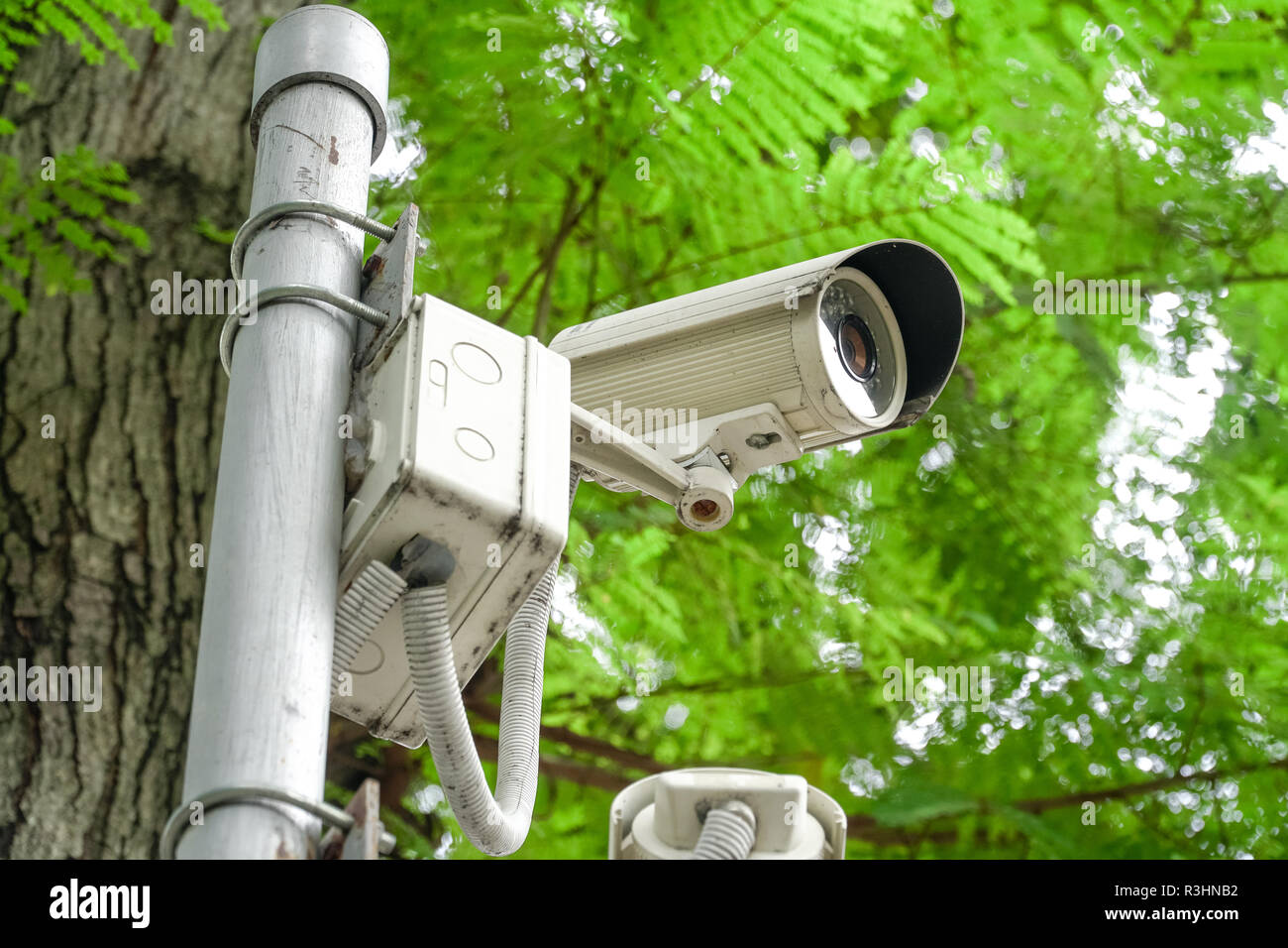 cctv security in garden on tree green nature background Stock Photo - Alamy