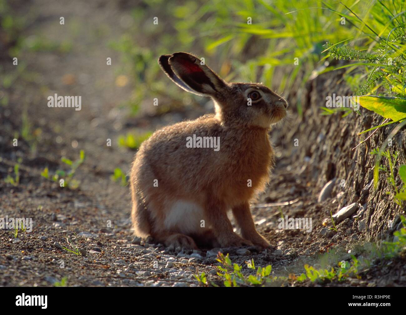 Dummy bunny hi-res stock photography and images - Alamy