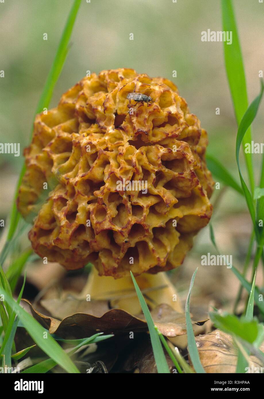 Humusbildung hi-res stock photography and images - Alamy