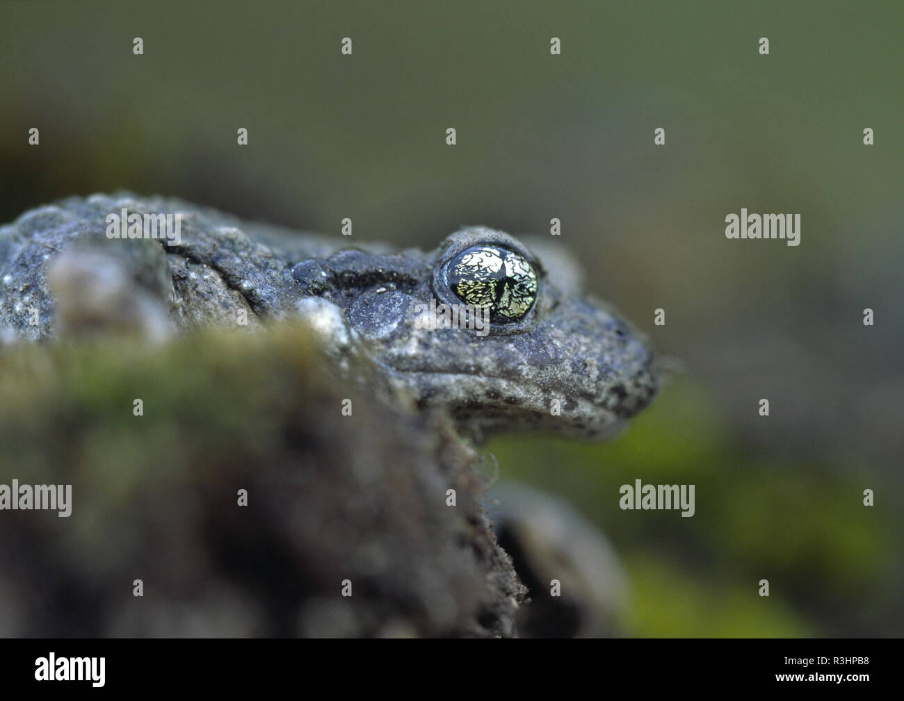 Amphibians toad warts protected hi-res stock photography and images - Alamy