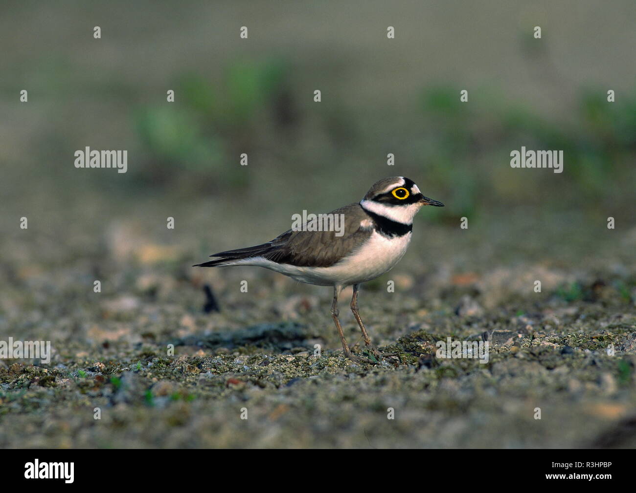 Gravel pit birds hi-res stock photography and images - Alamy