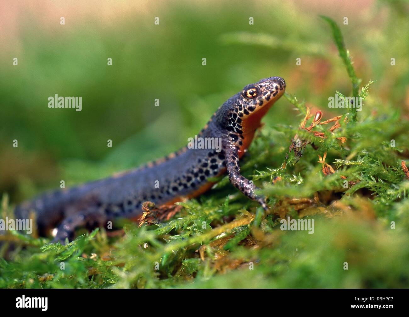 Mating salamander hi-res stock photography and images - Alamy