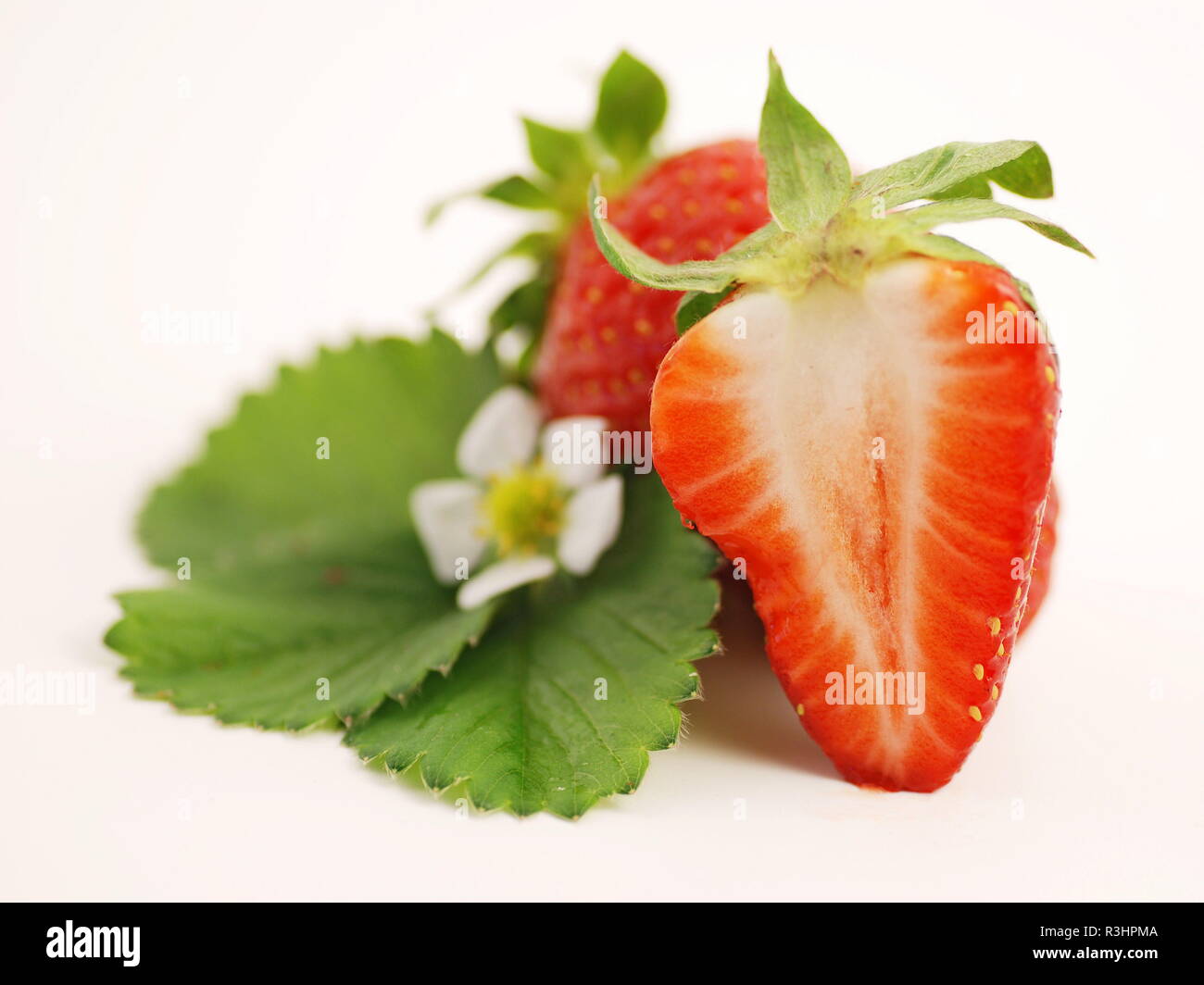 Tail fibres hi-res stock photography and images - Alamy