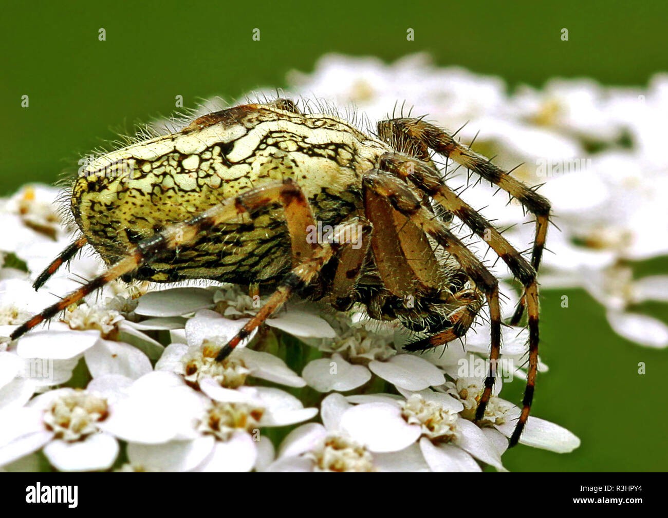The oak spider aculepeira ceropegia hi-res stock photography and images ...