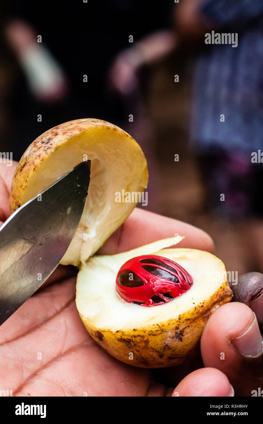 Hand holding cut nutmeg spice hi-res stock photography and images - Alamy